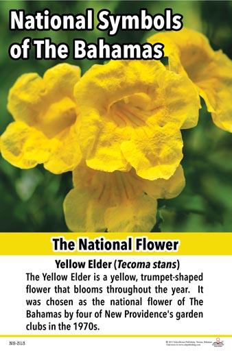 Bahamas National Flower Lignum Vitae | Best Flower Site